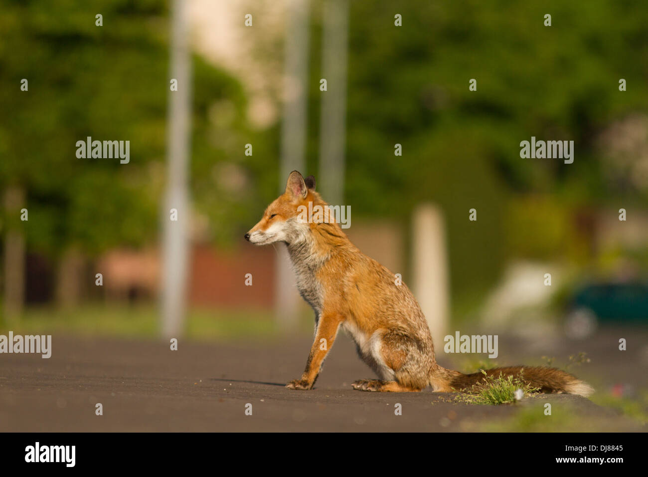 Urban Red fox (vulpes vulpes).Glasgow. Scotland Stock Photo - Alamy
