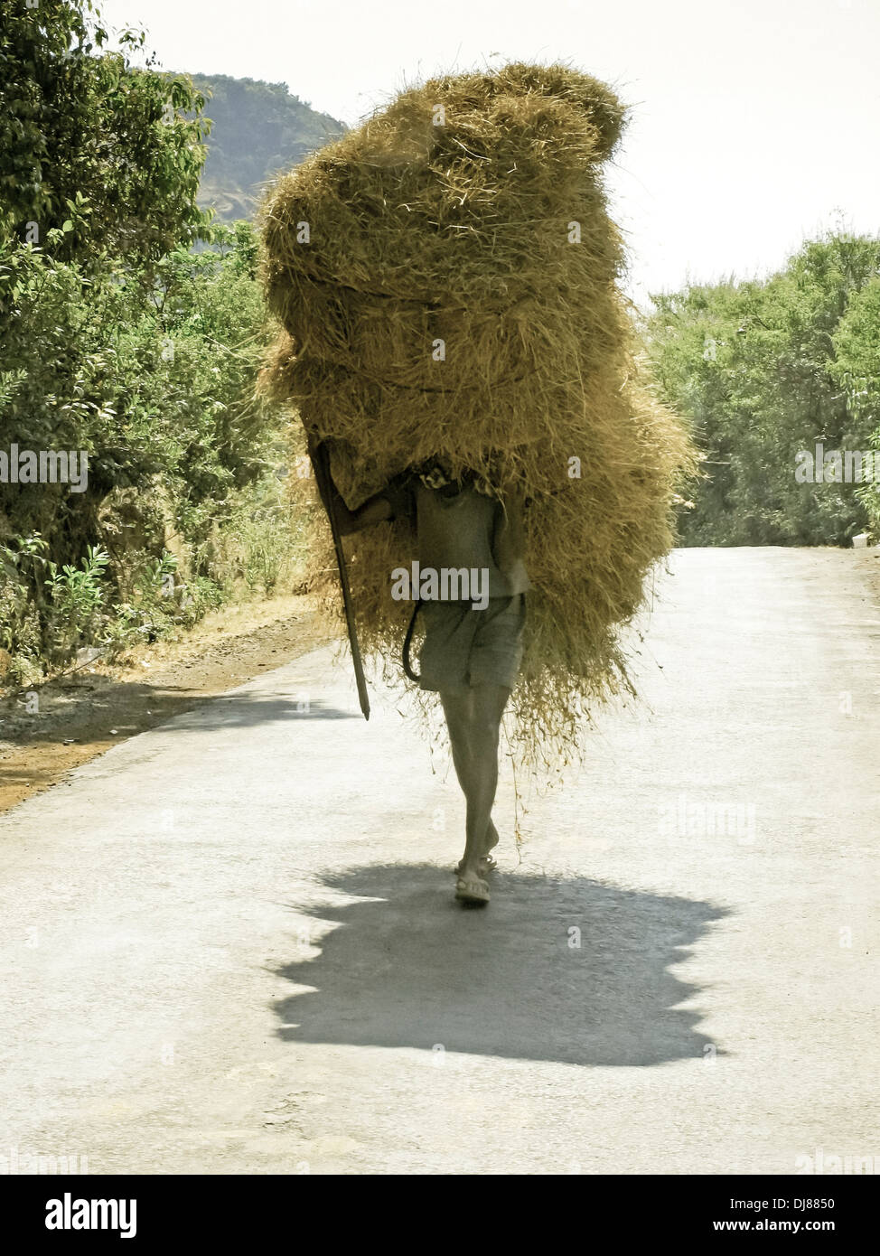 Man carrying hay for feeding domestic animals. Mahabaleshwar, Satara ...