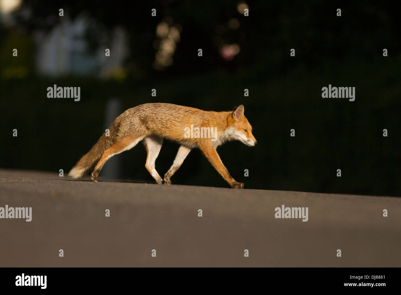 Urban Red fox (vulpes vulpes).Glasgow. Scotland Stock Photo - Alamy