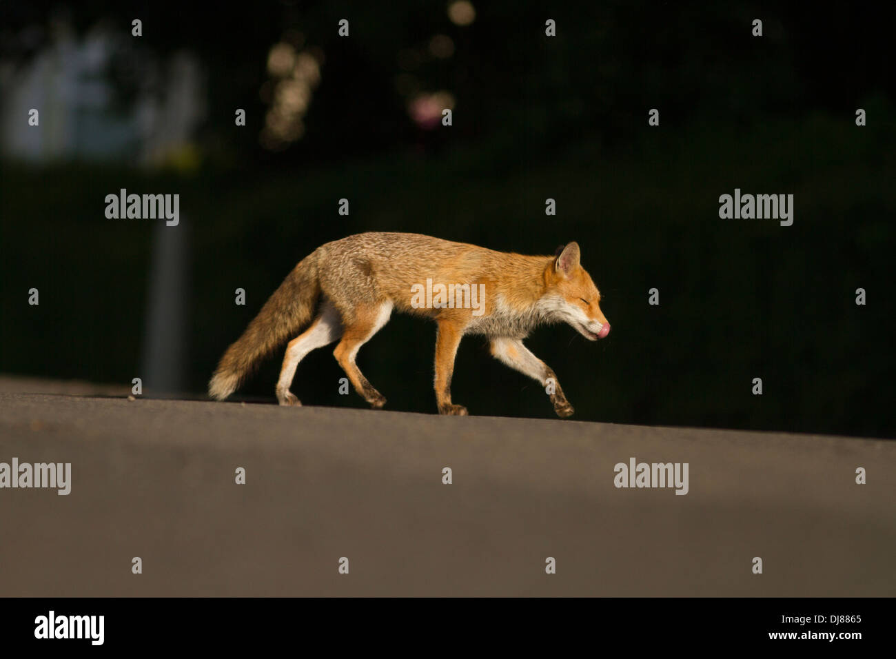 Urban Red fox (vulpes vulpes).Glasgow. Scotland Stock Photo - Alamy