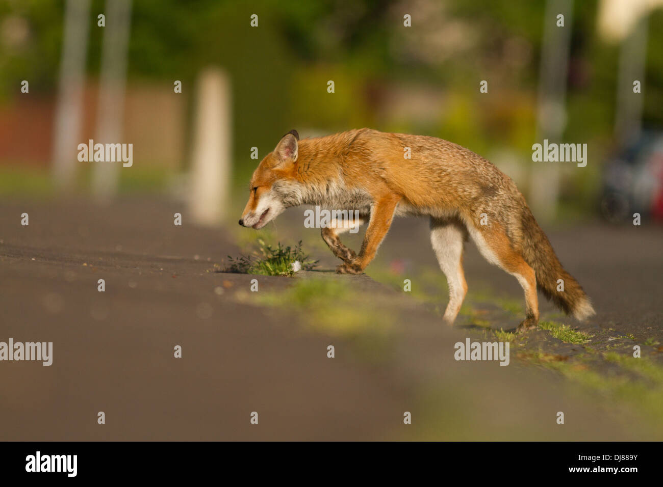 Urban Red fox (vulpes vulpes).Glasgow. Scotland Stock Photo - Alamy