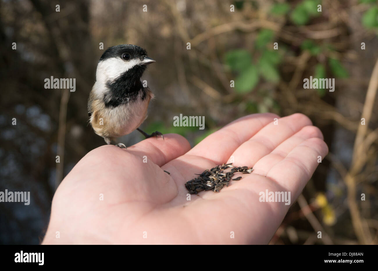 Chickadee On Hand Stock Photo - Alamy