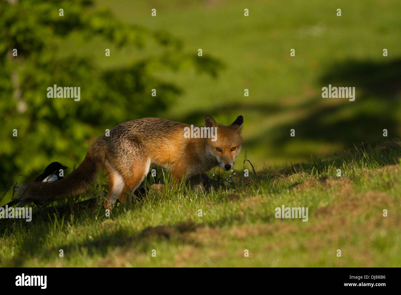 Urban Red fox (vulpes vulpes).Glasgow. Scotland Stock Photo - Alamy