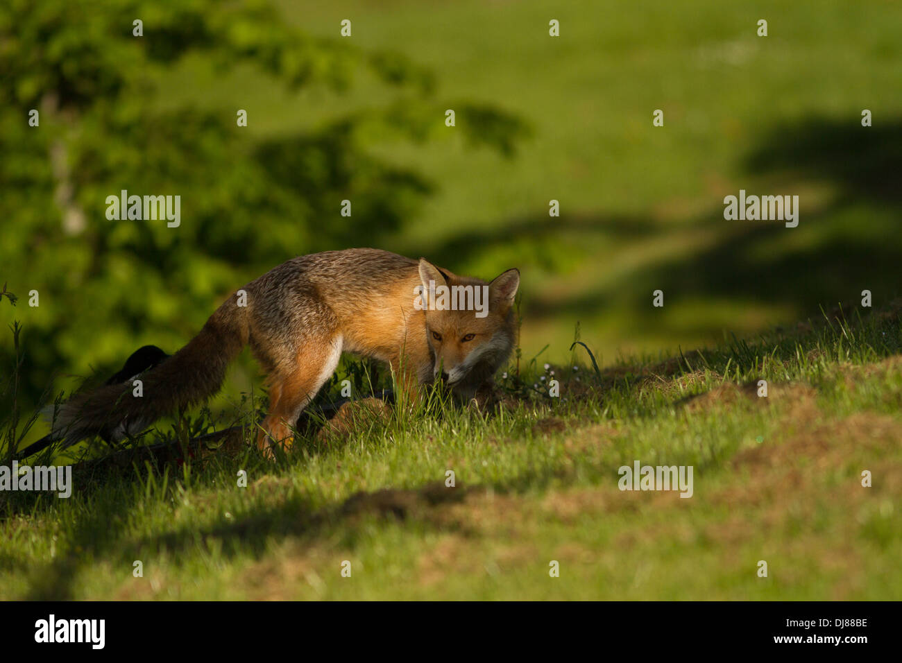 Urban Red fox (vulpes vulpes).Glasgow. Scotland Stock Photo - Alamy