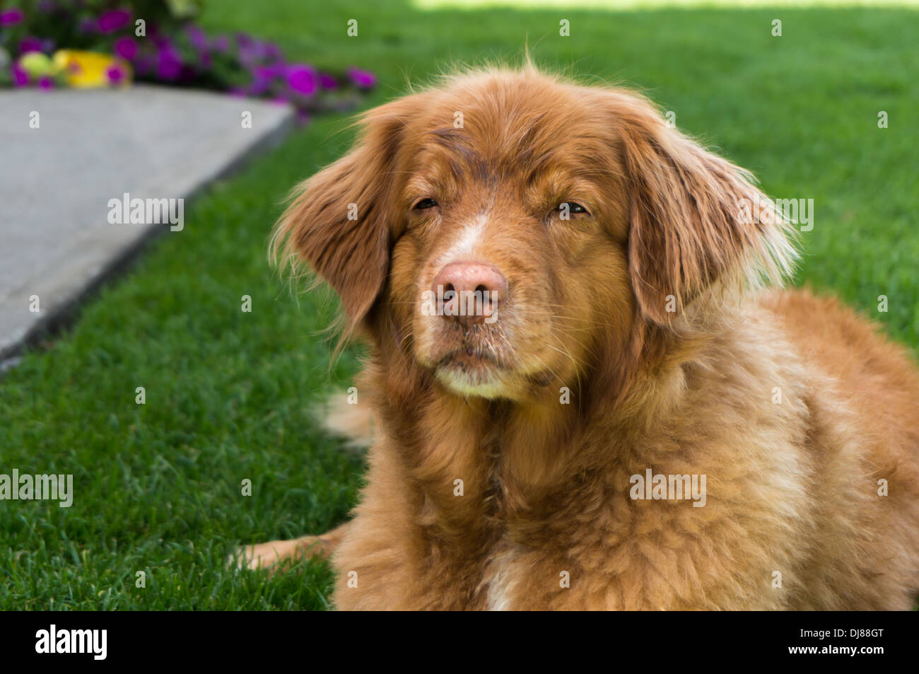 Duck Tolling Retriever Dog Stock Photo - Alamy