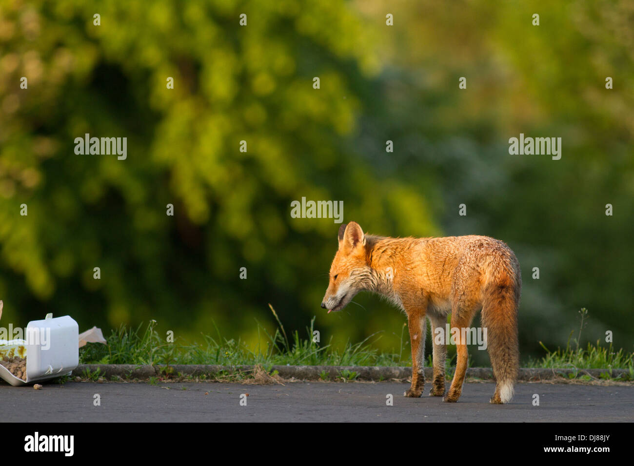 Urban Red fox (vulpes vulpes).Glasgow. Scotland Stock Photo - Alamy