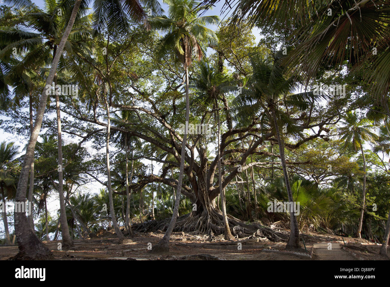 Old tree with exposed roots, Ross island, Andaman Islands, India Stock ...