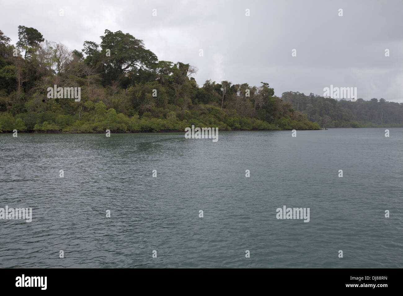 Mangrove forest, Andaman sea, Andaman Island, India Stock Photo - Alamy
