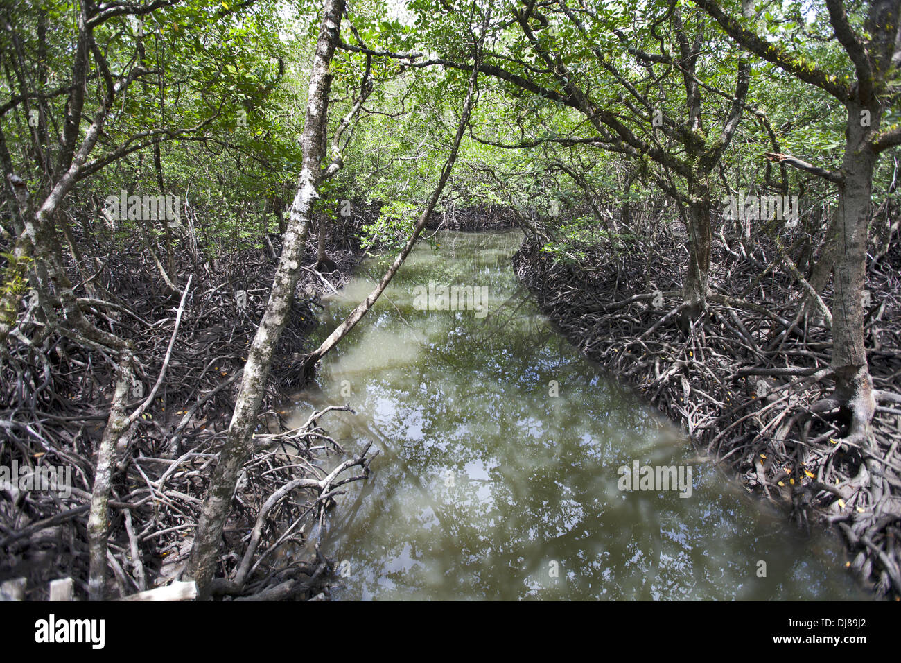 Andaman sea, Andaman Islands, India Stock Photo - Alamy