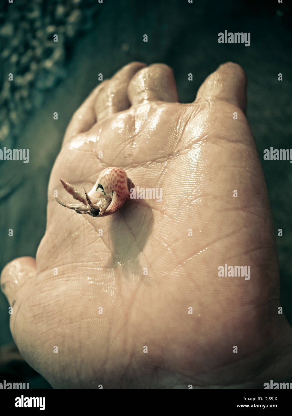 Hermit crab in conch shell hi-res stock photography and images - Alamy
