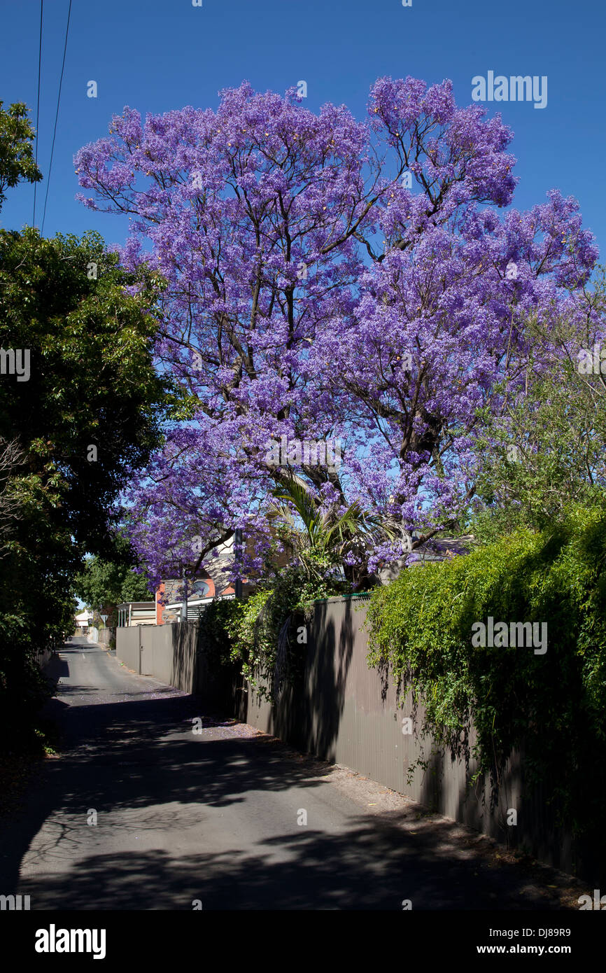 Jacaranda Tree in bloom Stock Photo - Alamy