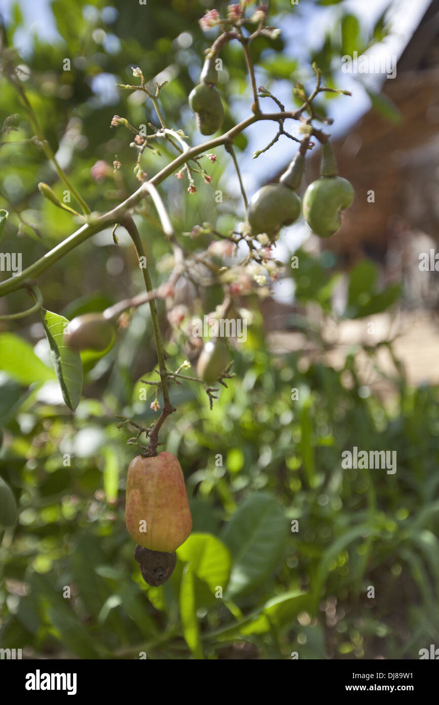 Pip fruit hi-res stock photography and images - Alamy