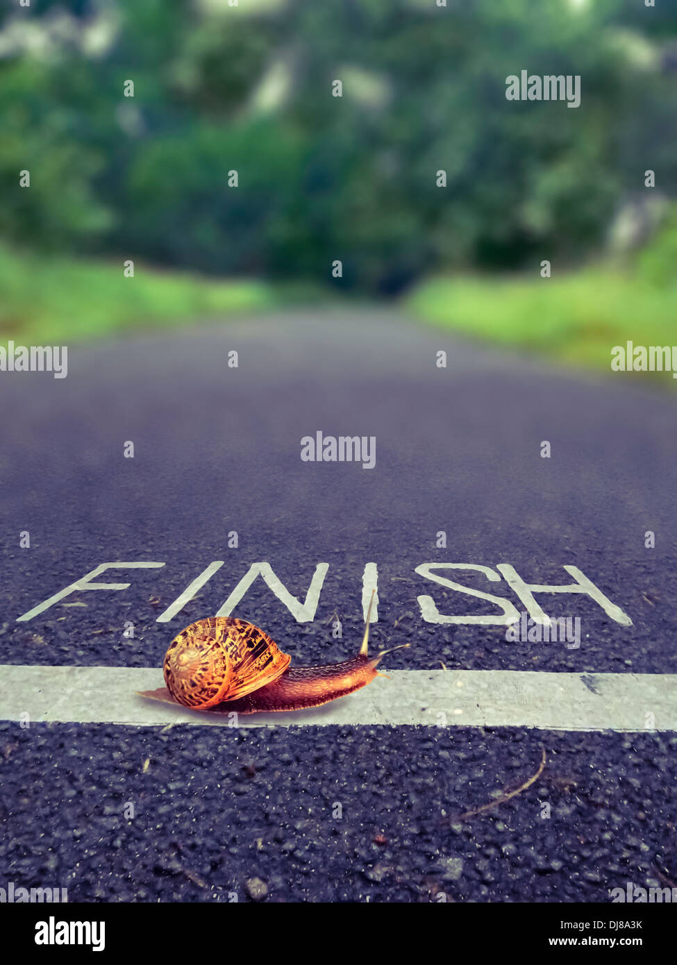 Snail going over the finish line, Concept Stock Photo - Alamy