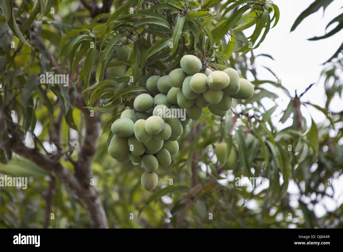 Mango island hi-res stock photography and images - Alamy
