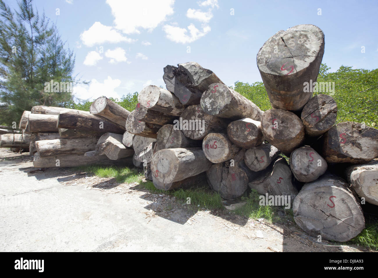 Wooden logs, Andaman islands, India Stock Photo - Alamy