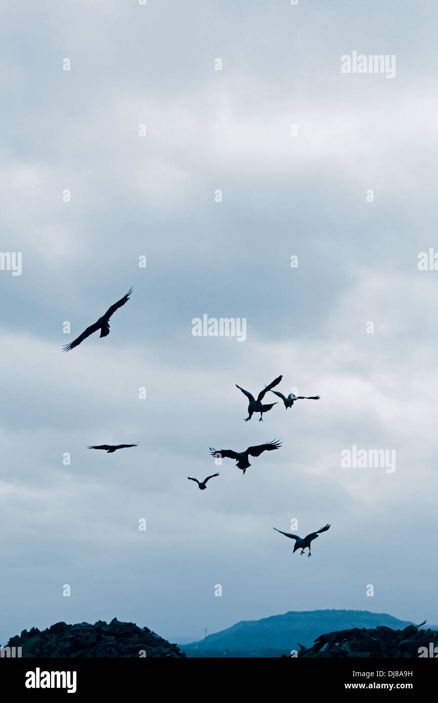 House crows, Corvus Splendens are in Flight, Pune, Maharashtra, India ...