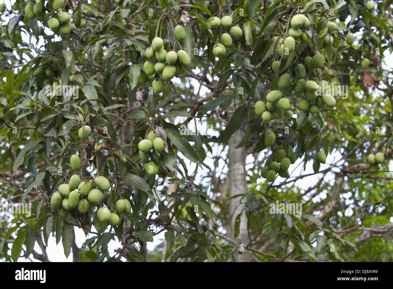 Raw mango, Andaman Island, India Stock Photo - Alamy