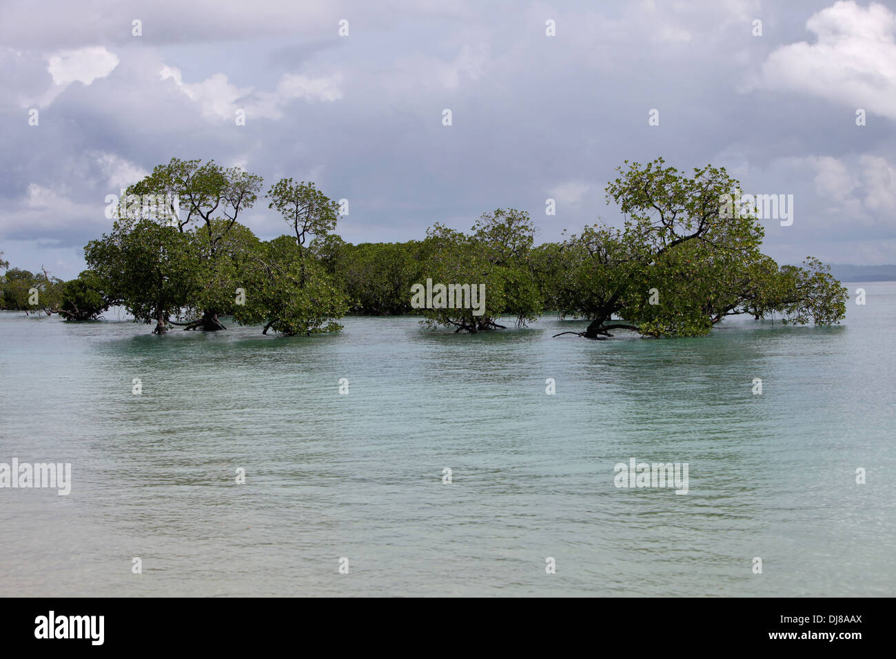 Mangrove trees in lush green water in Andaman islands, India Stock ...