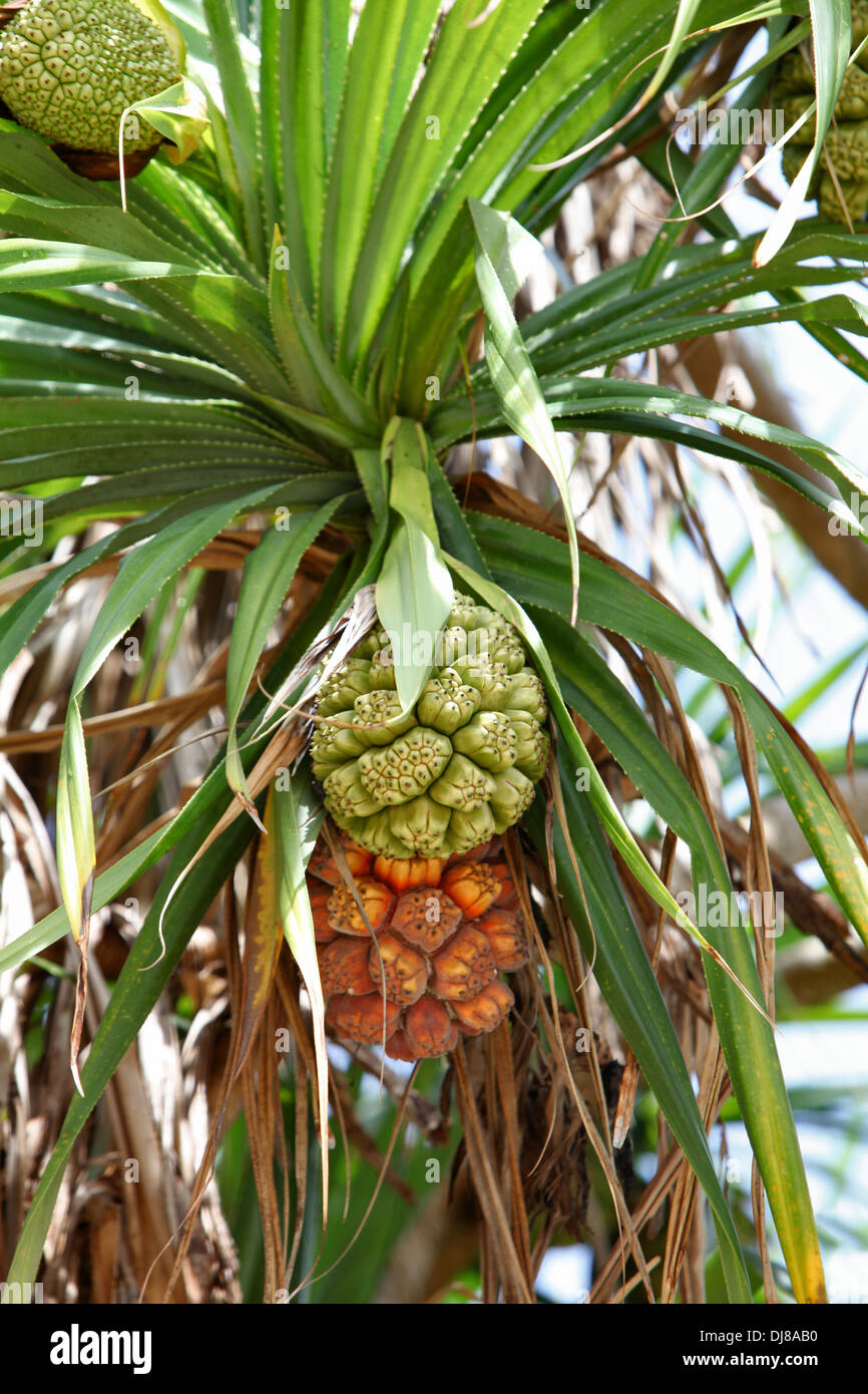 Screw pine tree hi-res stock photography and images - Alamy