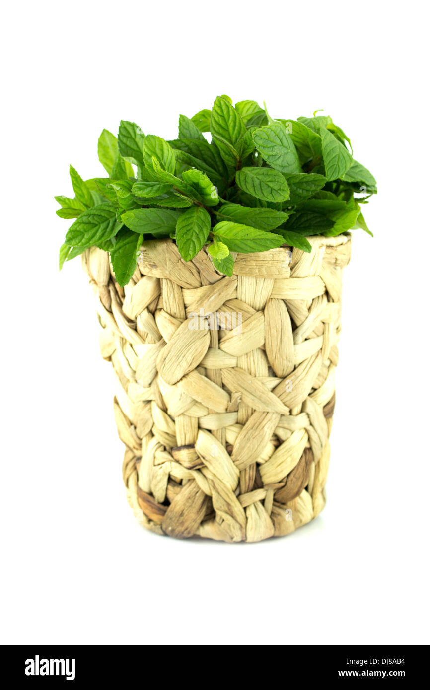 fresh green mints plant in pot on a white background (with clipping ...