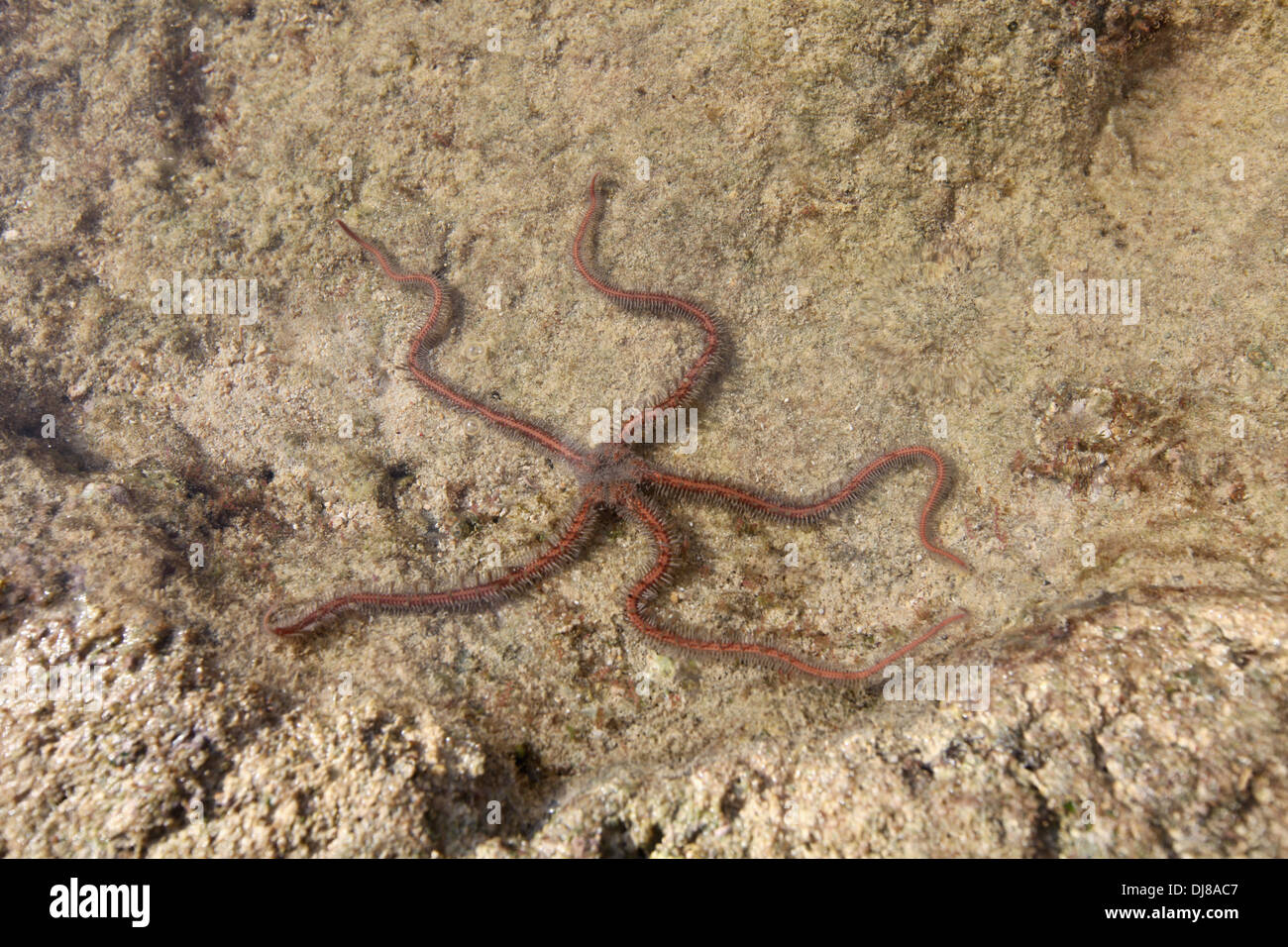 Starfish, Neil Island, Andaman Islands, India Stock Photo - Alamy