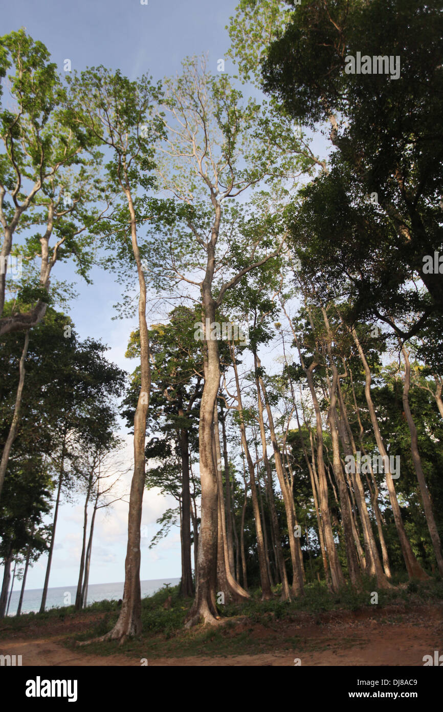 Tall green Trees Neil Island, Andaman Islands, India Stock Photo - Alamy