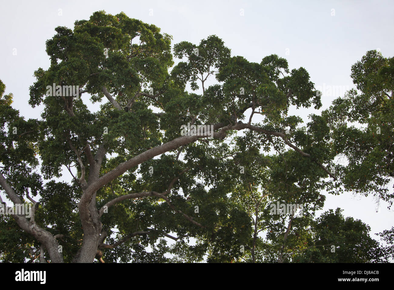 Green trees Neil Island, Andaman Islands, India Stock Photo - Alamy