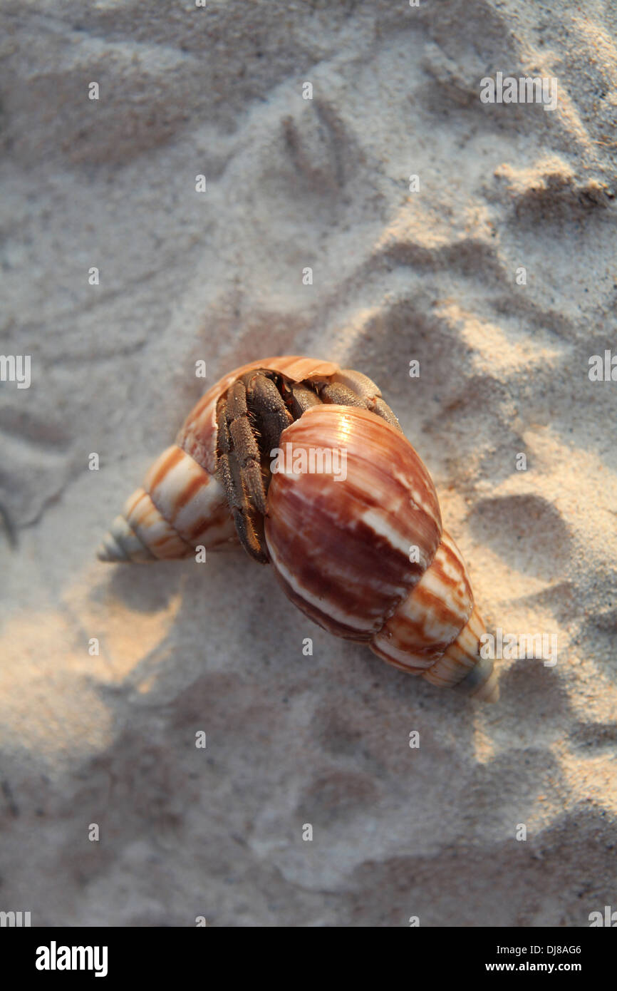 Sea shell with insect inside, Neil island, Andaman islands, India Stock ...