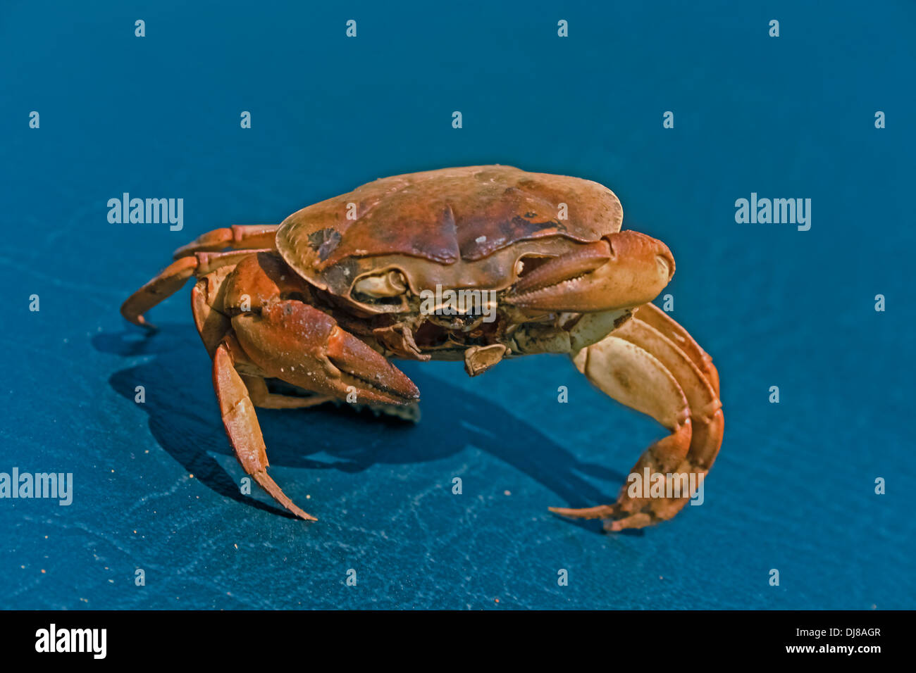 Crabs of india hi-res stock photography and images - Alamy