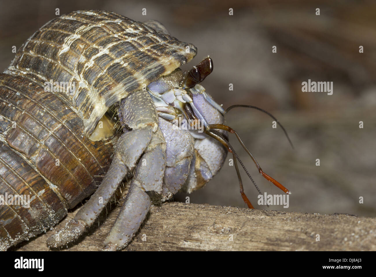 Hermit crabs are abundant along the coast of Andaman islands, India ...
