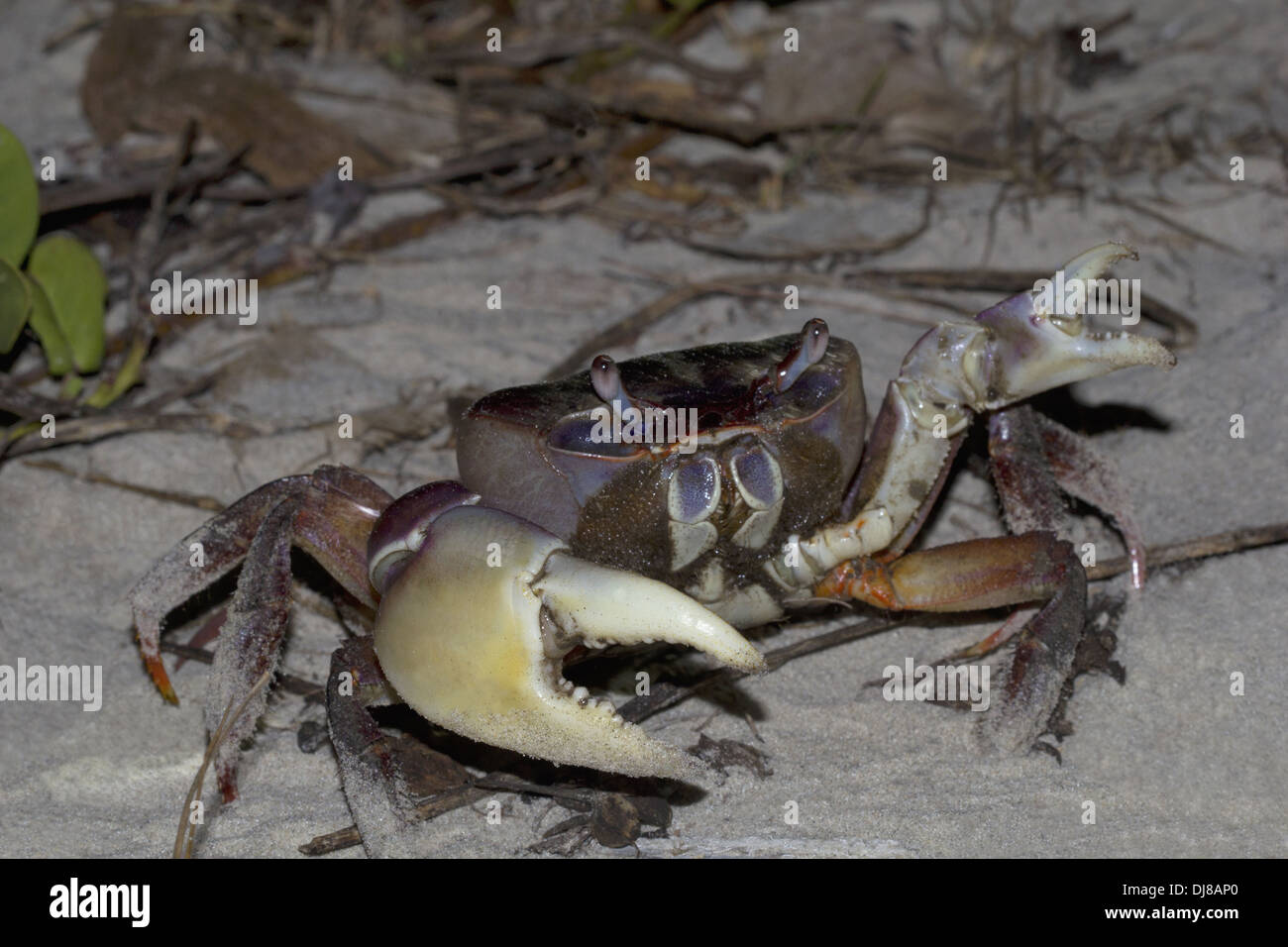 Largest species of crabs seen on the Andaman islands, India Stock Photo ...