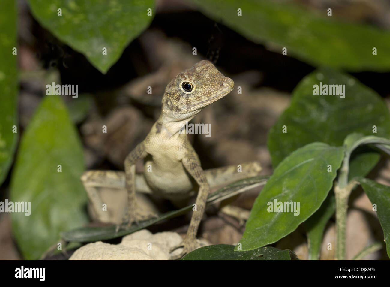 ANDAMAN BAY LIZARD (Coryphophylax sp.) Andaman Islands, INDIA Stock ...