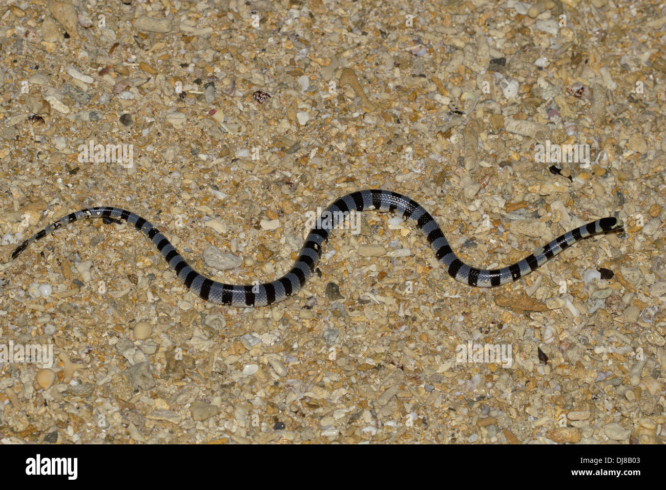 Banded sea krait laticauda colubrina hi-res stock photography and ...