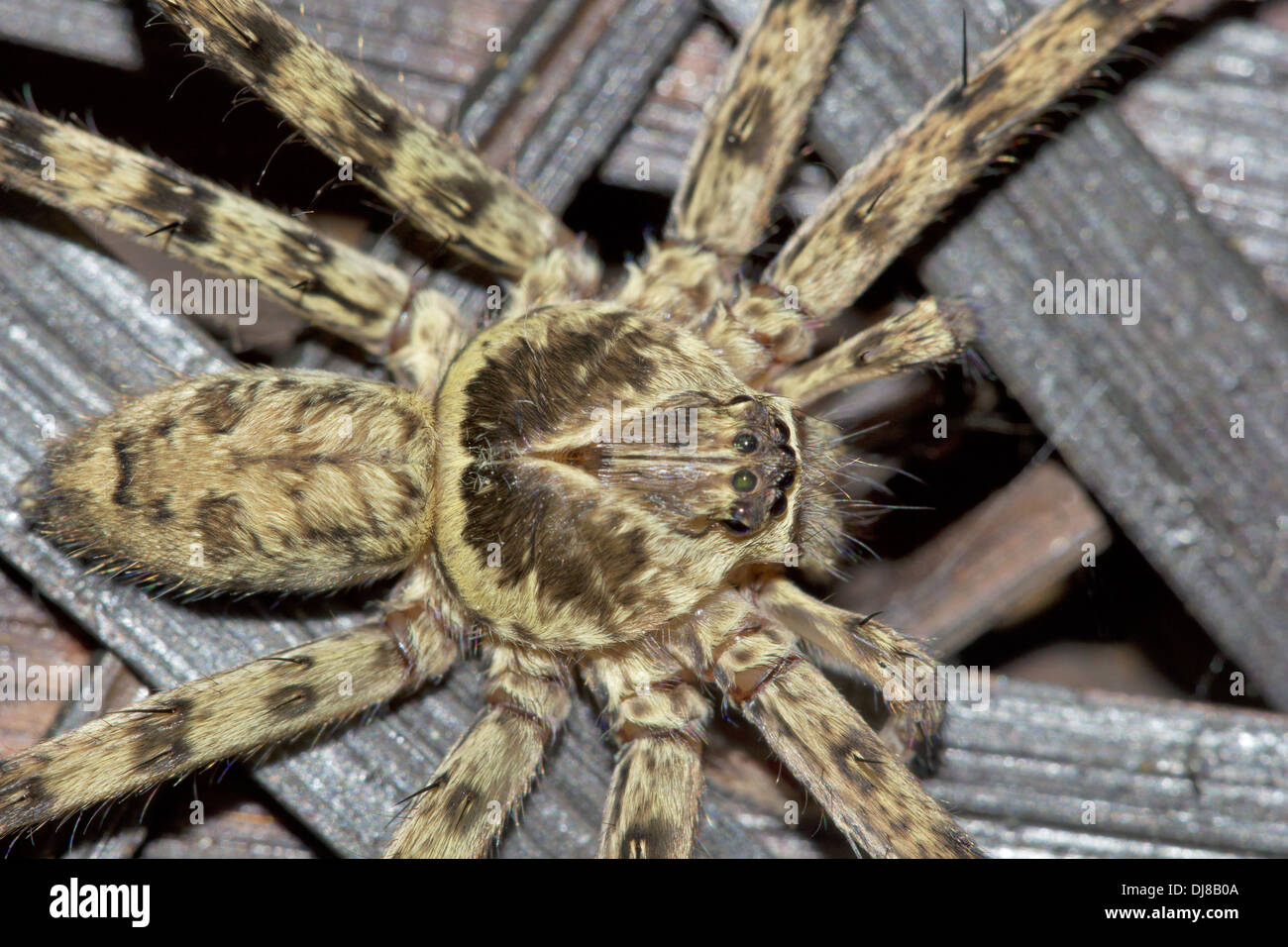 Huntsman spider hi-res stock photography and images - Alamy