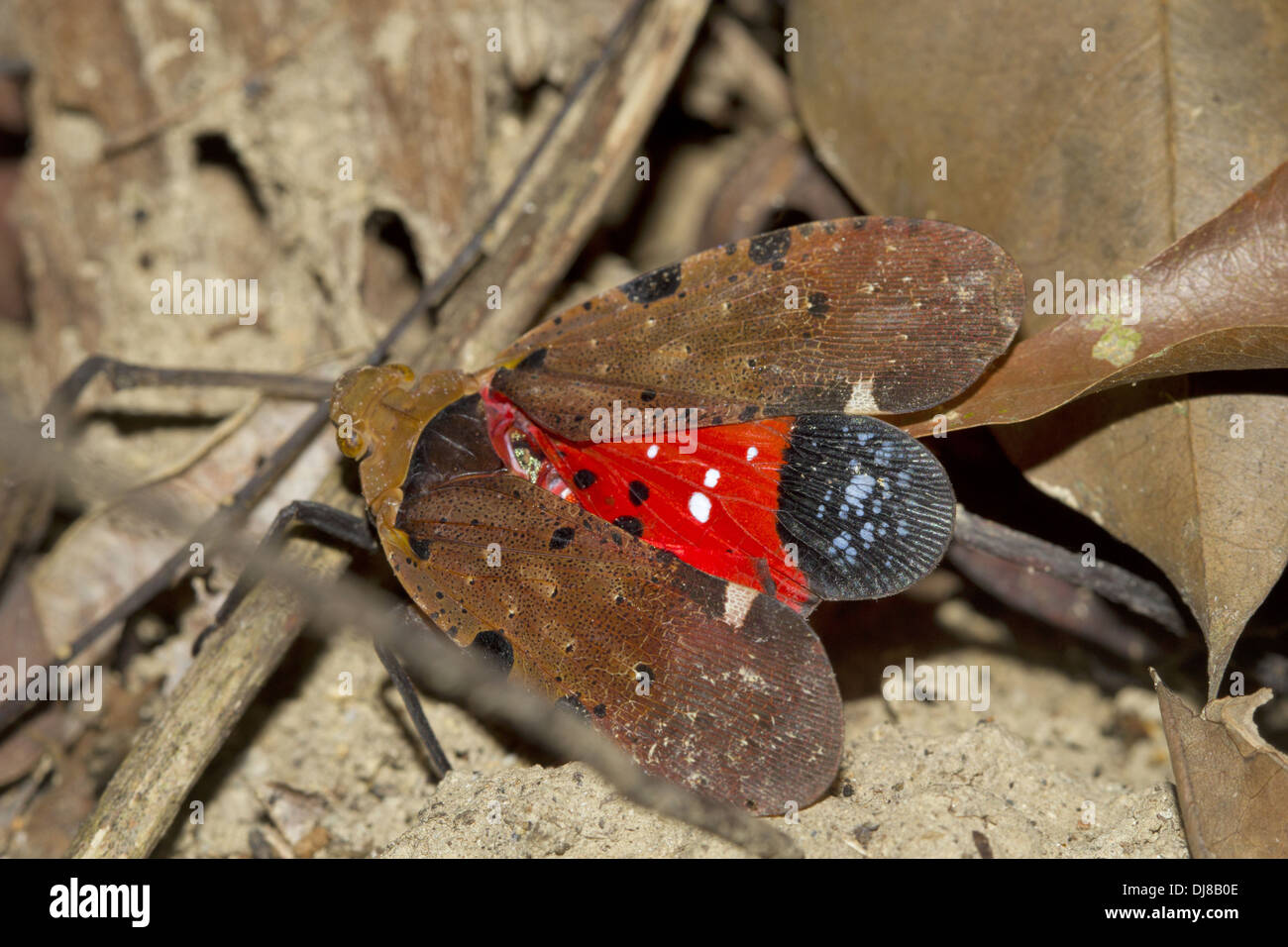Cherry moth camouflaged in the leaf litter. Andaman Islands, India ...