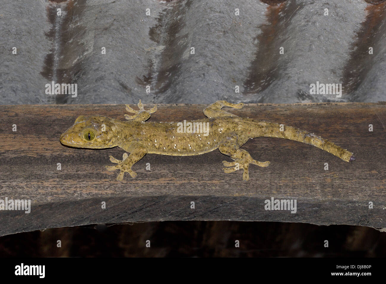 ANDAMAN GIANT GECKO, Gekko verreauxi, Andaman Islands, INDIA Stock ...