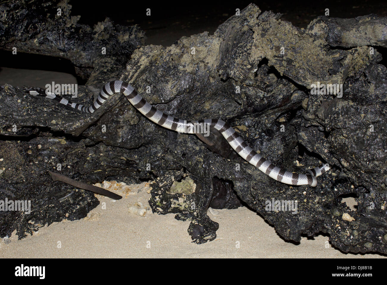 YELLOW LIPPED BANDED SEA KRAIT Laticauda colubrina Venomous, Andaman ...