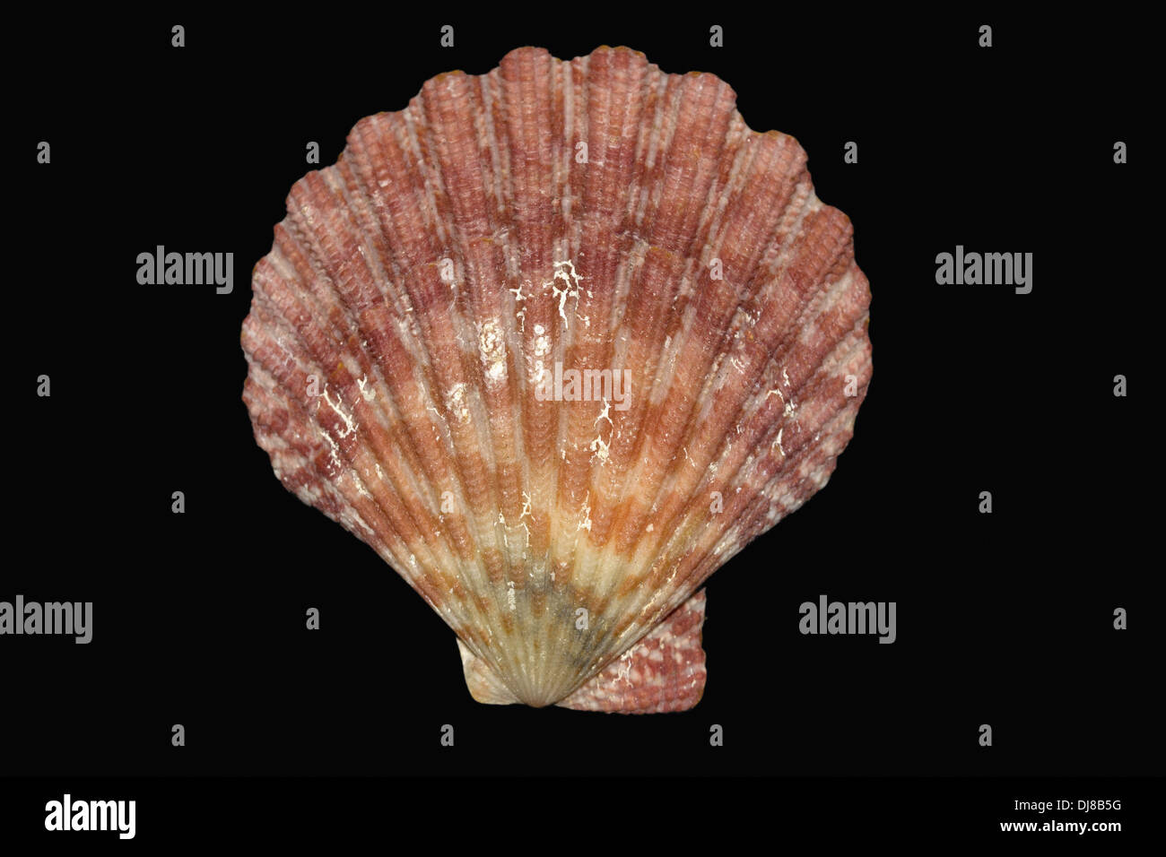 A beautiful shell photographed against a dark background, India Stock ...