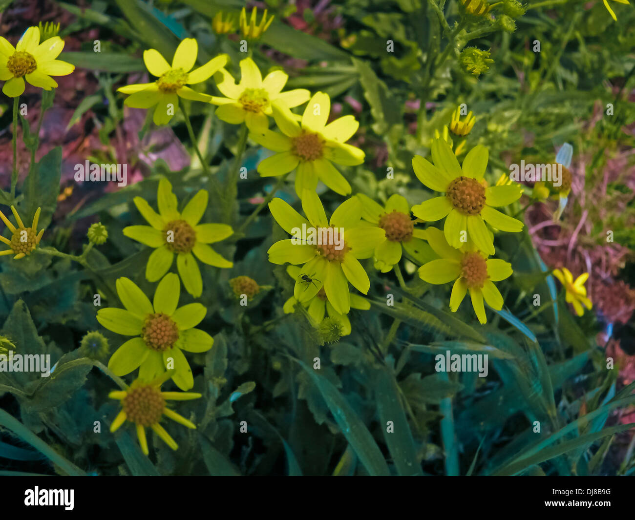 Sonki, Senecio bombayensis, Asteraceae. Kaas plateau, Kaas, Satara ...