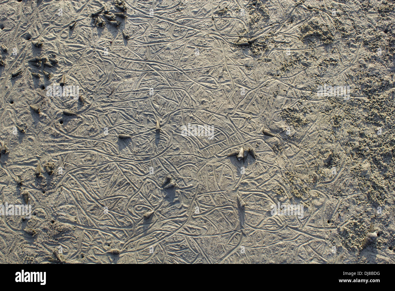 Snail trace hi-res stock photography and images - Alamy