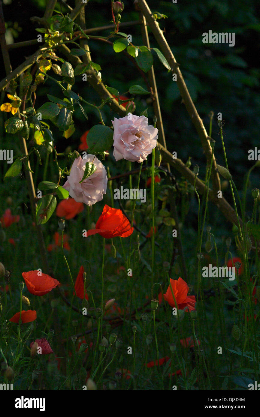 Red poppies and pink roses Stock Photo - Alamy
