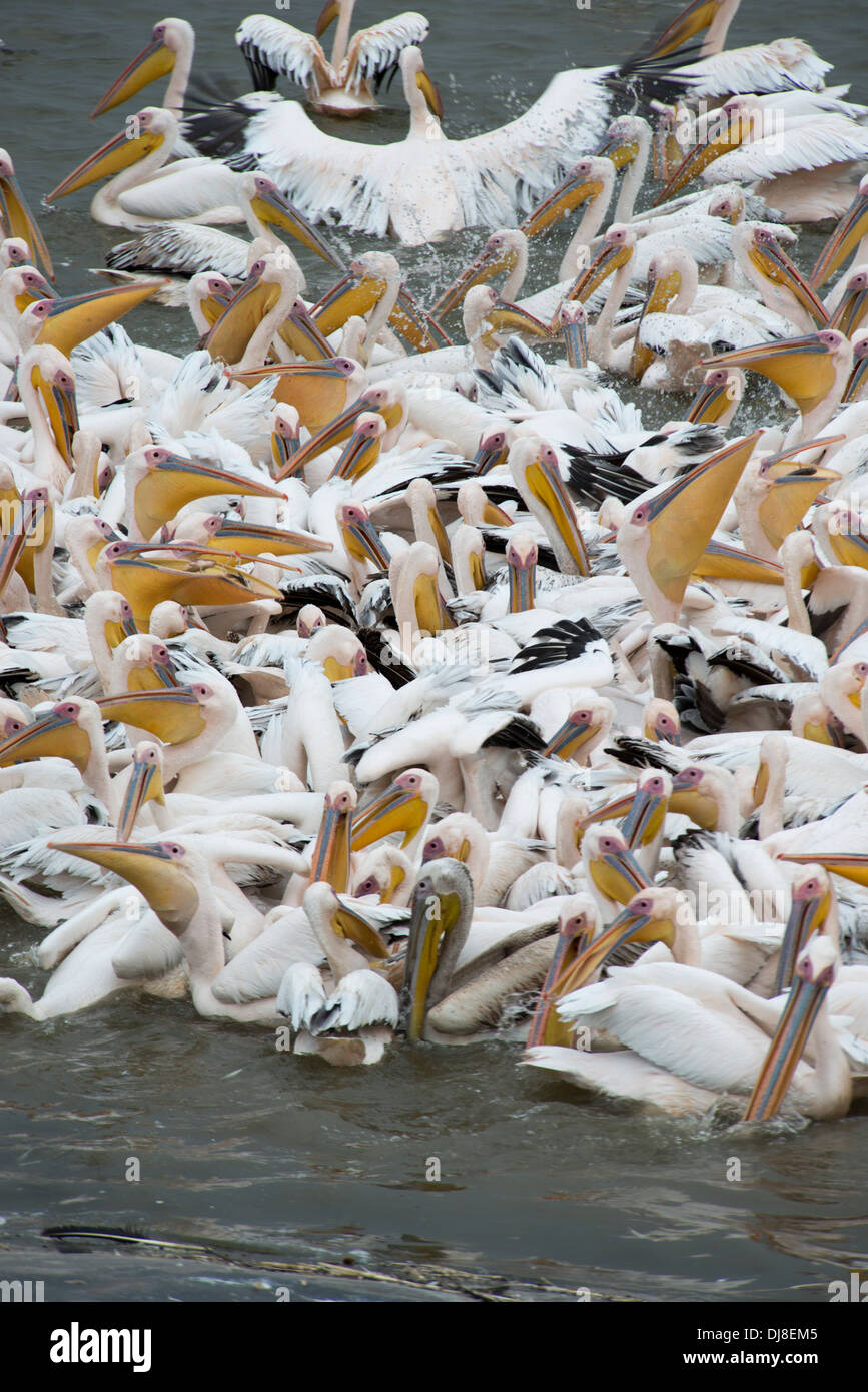 central Israel,Great White Pelicans Stock Photo - Alamy