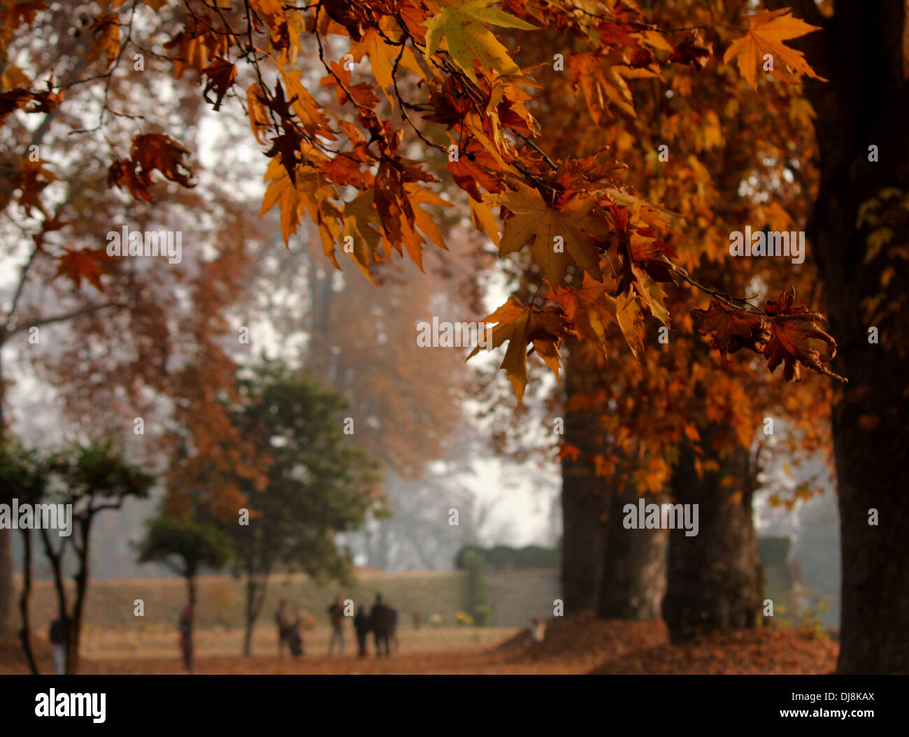 Chinar Leaves High Resolution Stock Photography and Images - Alamy