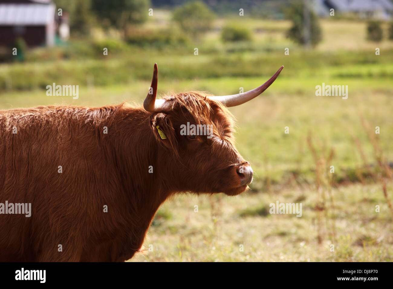 Highland Cow, Lofoten Islands, Nordland, Norway, Scandinavia, Europe ...