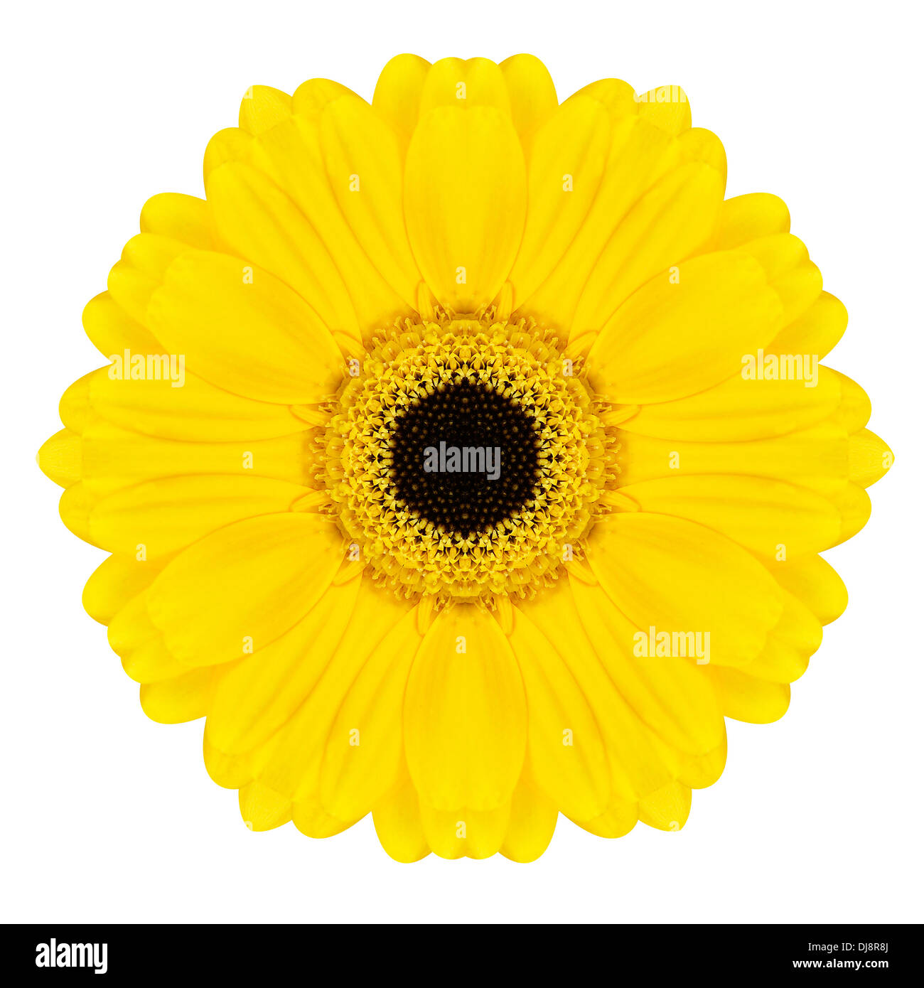 Yellow Concentric Gerbera Flower Isolated on White Background ...