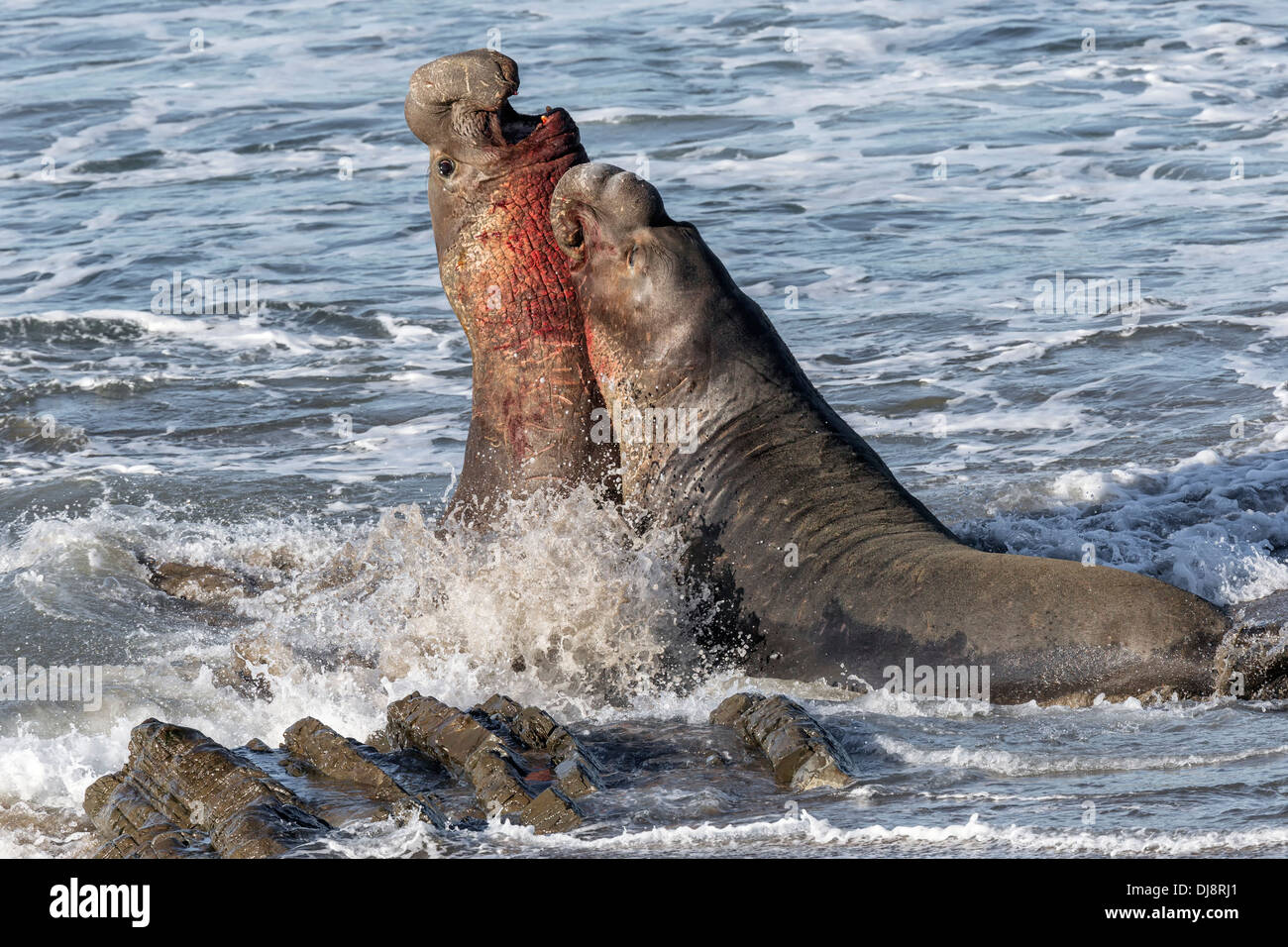 Northern Elephant Seals adult males fighting Stock Photo - Alamy