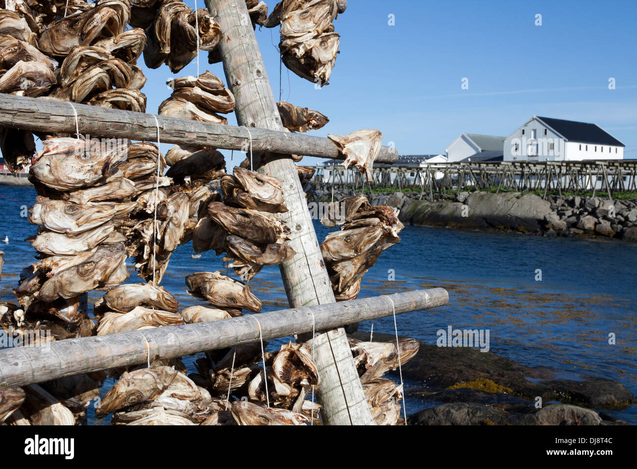 Fjord codfish hi-res stock photography and images - Alamy