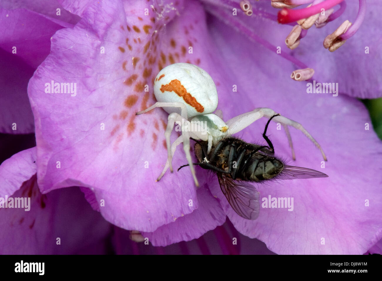 Killing spiders hi-res stock photography and images - Alamy