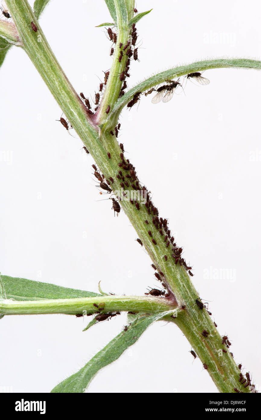 Swarm of aphids hi-res stock photography and images - Alamy