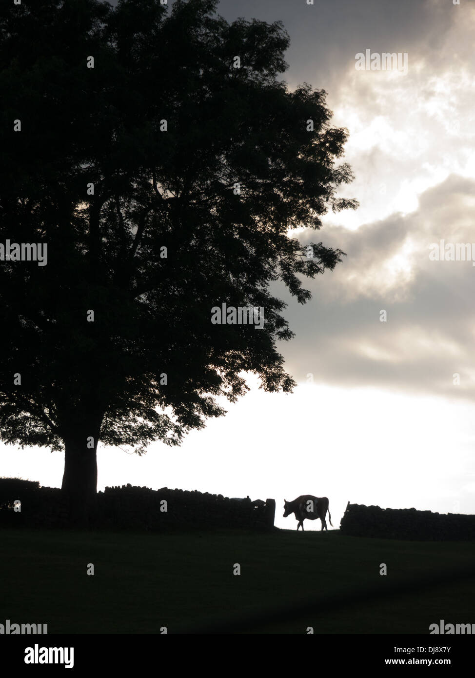 horizon and tree at sunset Stock Photo - Alamy